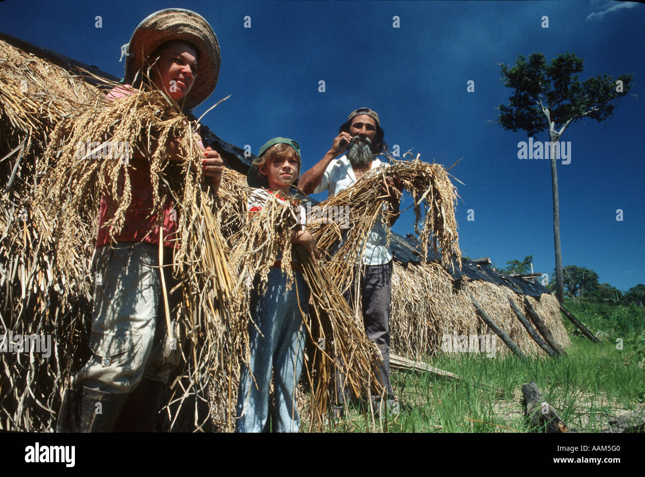 Amazon, Brazil. Agriculture - sustainable practices. Family work. Rice ...