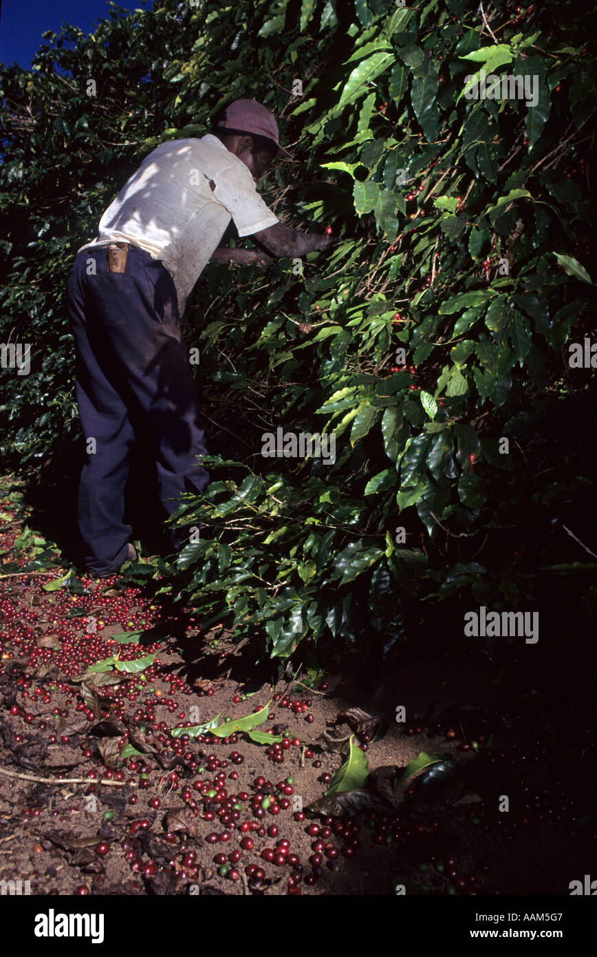 Brazil Coffee Farming High Resolution Stock Photography and Images - Alamy