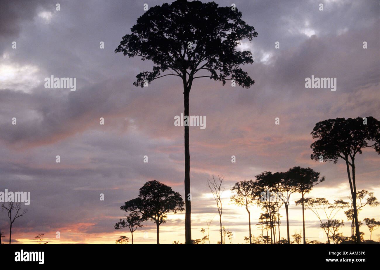 Amazon, Brazil. Rain forest after clearance. Brazil nut tree Stock ...