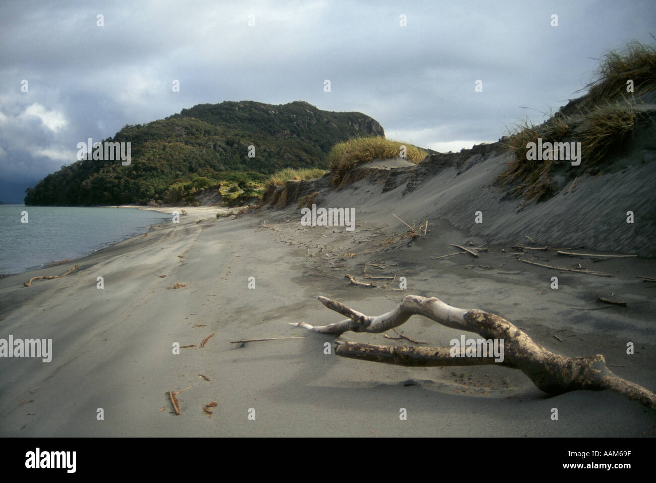 PACIFIC OCEAN BEACH along the TEMPERATE RAIN FOREST of NORTHERN ...