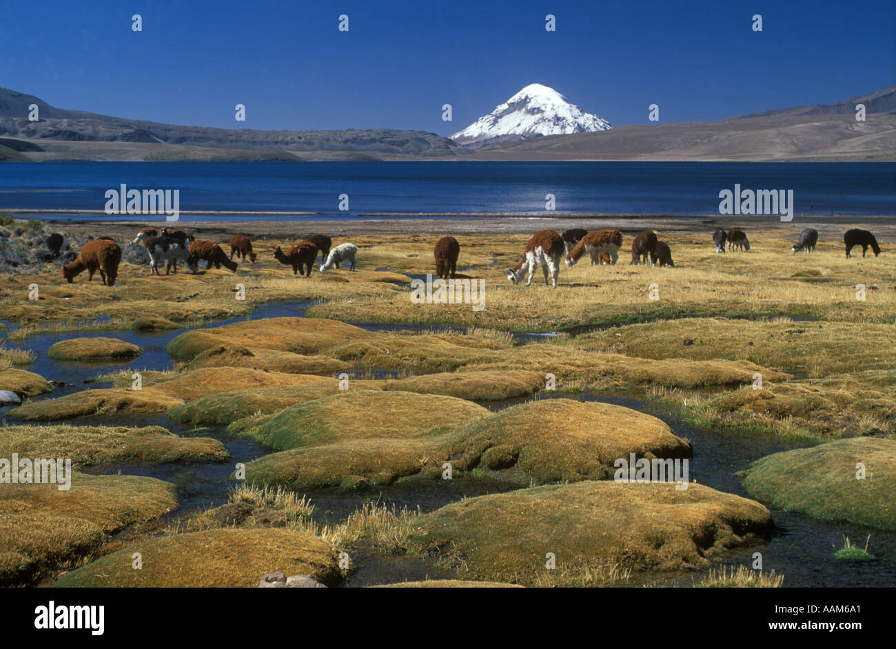 Alpacas graze below Mount Sajama 21 484 ft on the shores of Lago ...