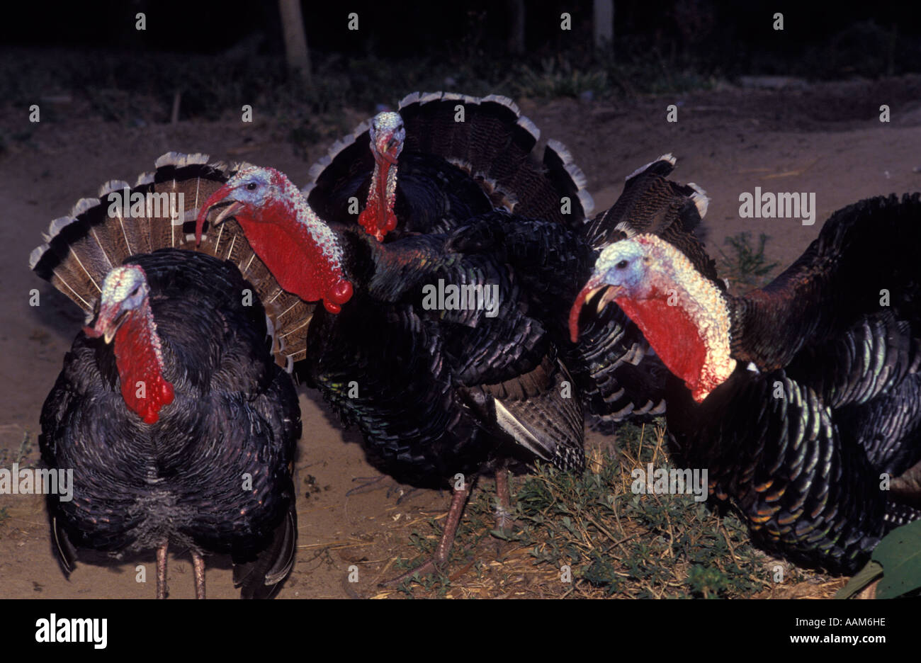Three turkeys hi-res stock photography and images - Alamy