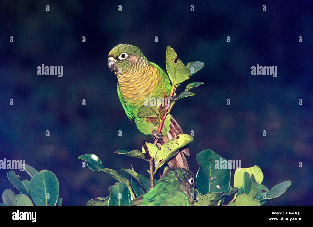 Maroon-bellied Parakeet or Tiriba - Pyrrhura frontalis, bird from the ...