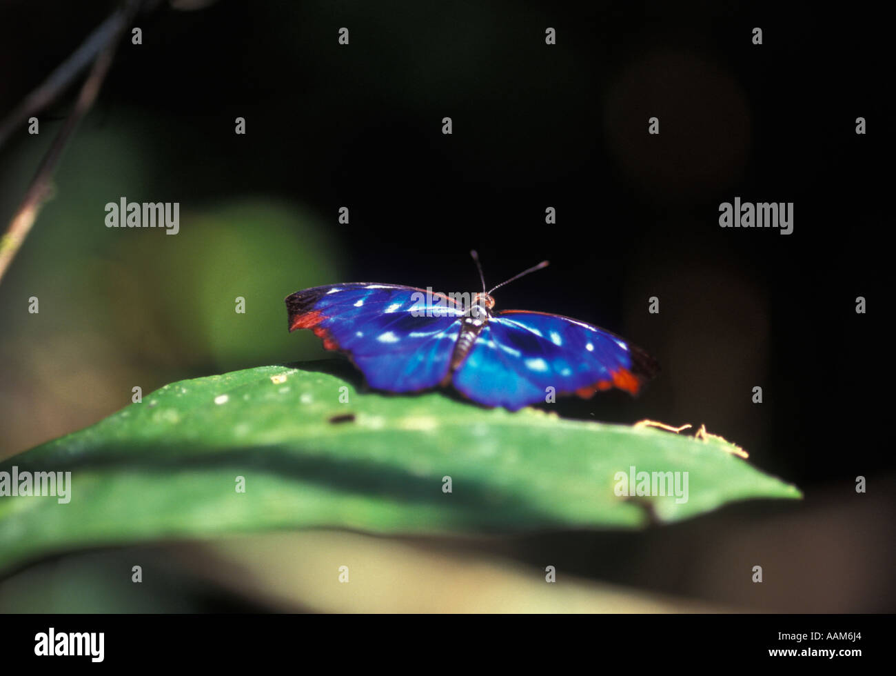 Blue butterfly at Atlantic rainforest, Brazil. Insect from the ...