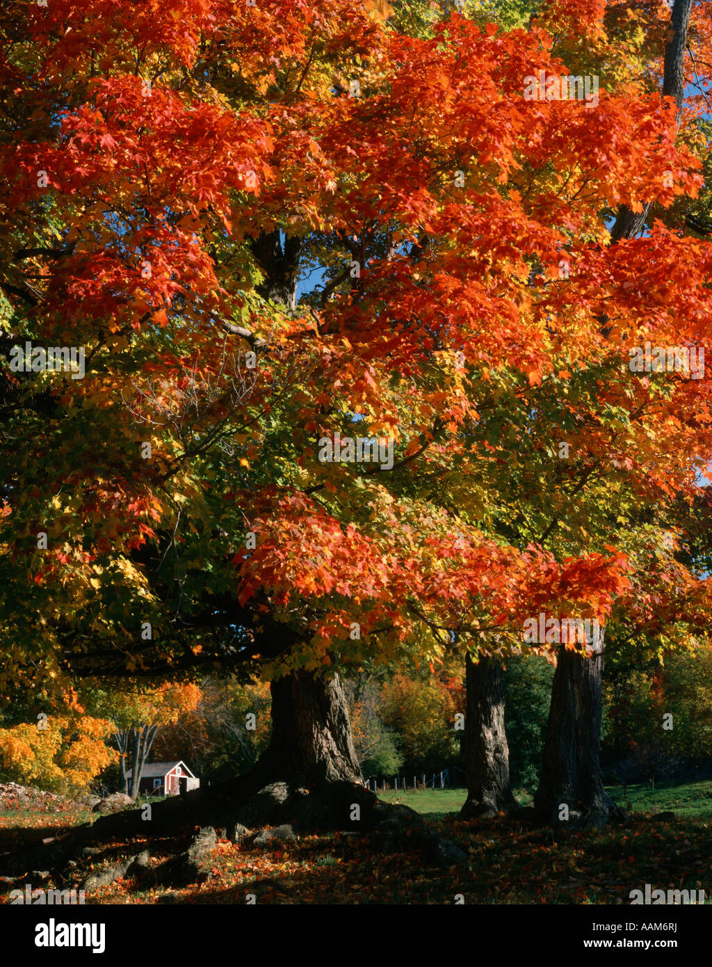 TREES FALL AUTUMN CHANGE NEW ENGLAND Stock Photo - Alamy