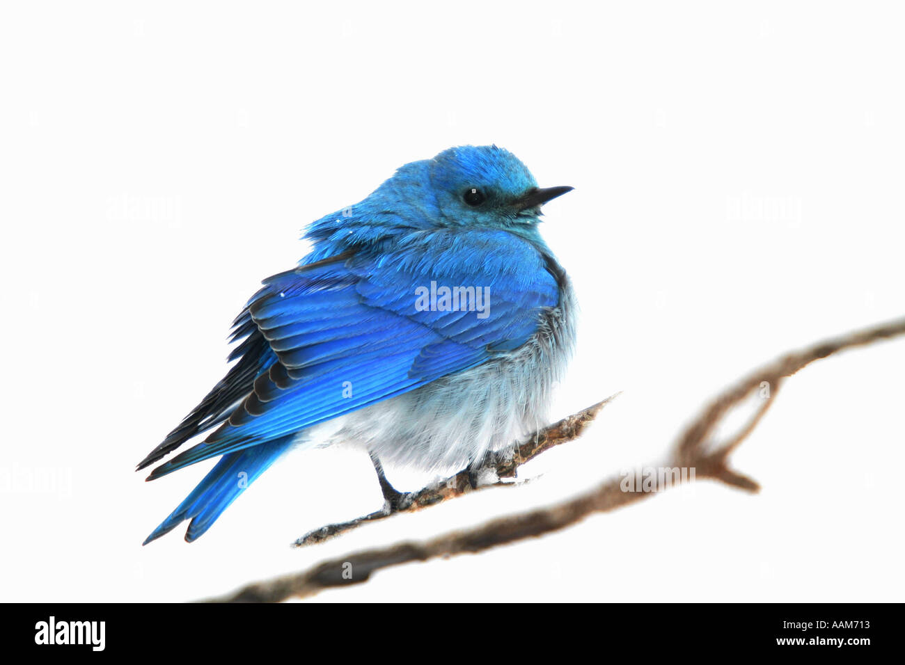 Horizontal Birds of North America Mountain bluebird Sialia currucoides ...
