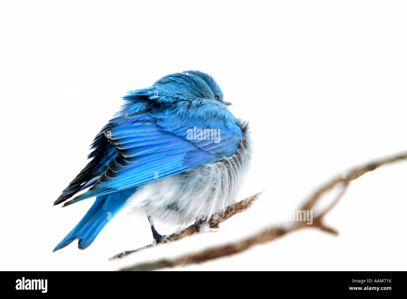 Horizontal Birds of North America Mountain bluebird Sialia currucoides ...