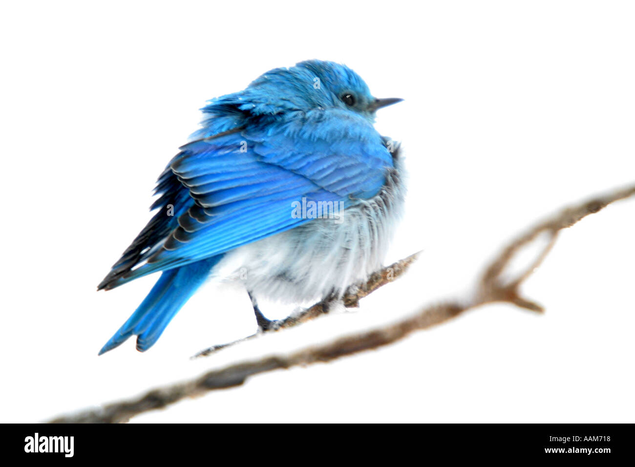 Horizontal Birds of North America Mountain bluebird Sialia currucoides ...