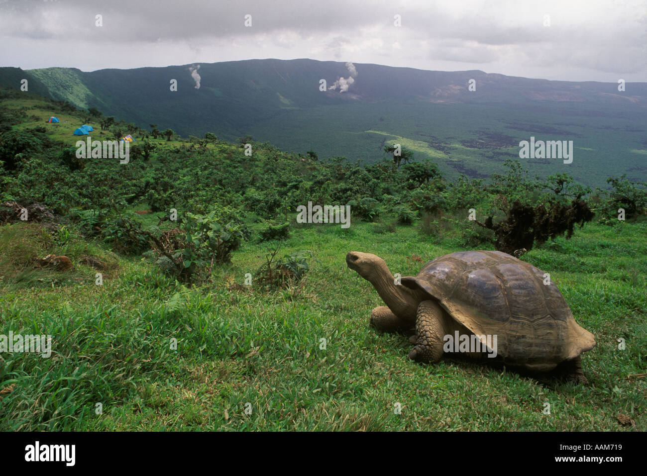 GIANT TORTOISE Geochelone elephantopus on ALCEDO CRATER ISLA ISABELLA ...