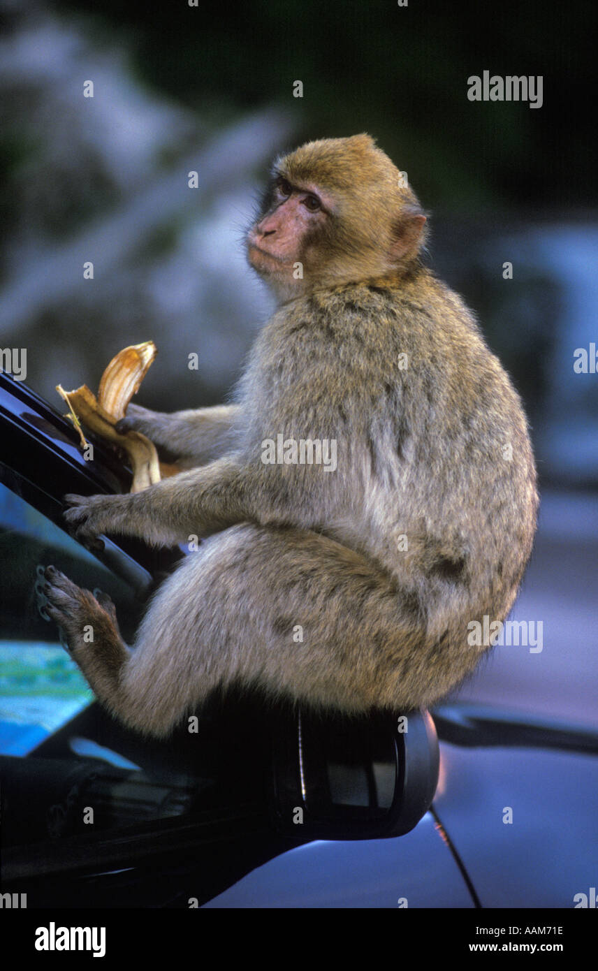 Tailess monkey hi-res stock photography and images - Alamy