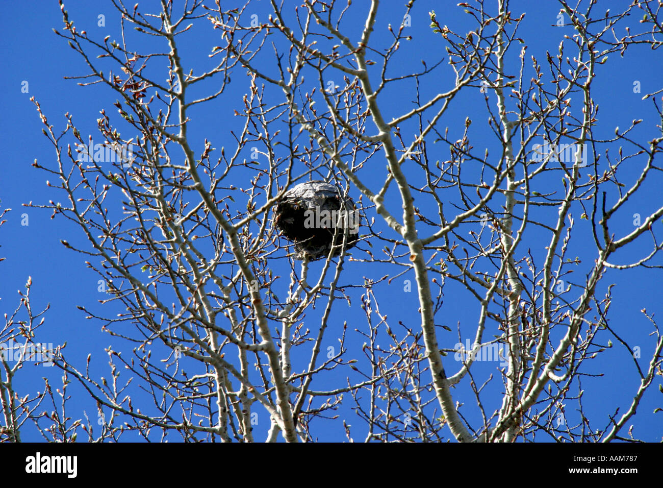 Horizontal Wasp nest high in a tree Stock Photo - Alamy