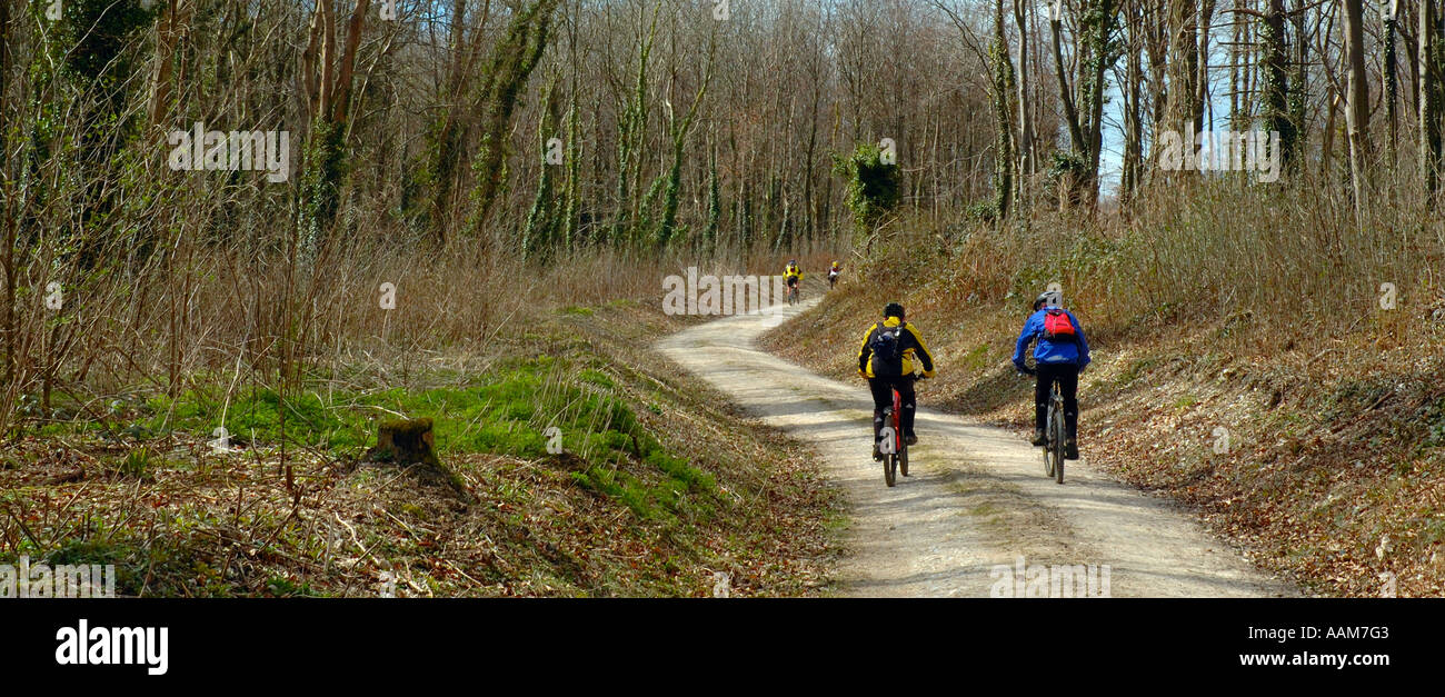 Brighstone Forest, Forest Cycling, Isle of Wight, England, UK, GB Stock ...