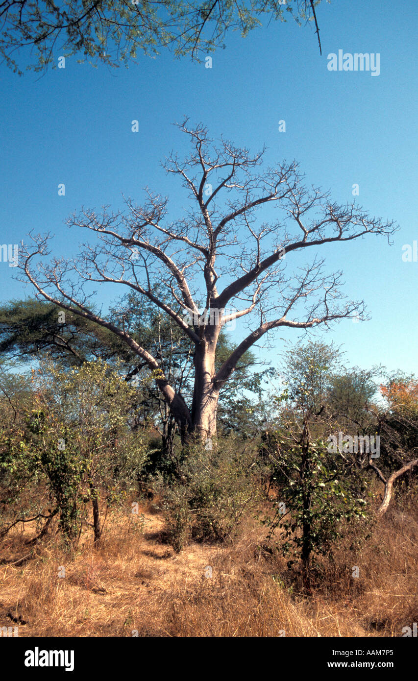 Baobab Tree in Africa Stock Photo - Alamy