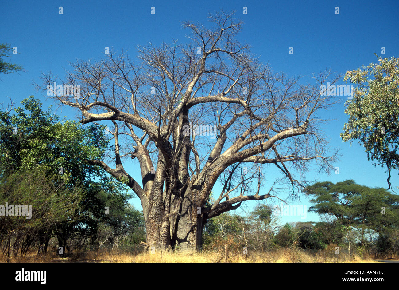Planet baobab hi-res stock photography and images - Alamy