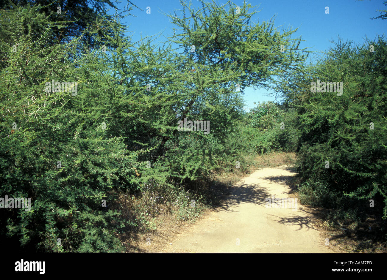 African Bush Road Stock Photo - Alamy