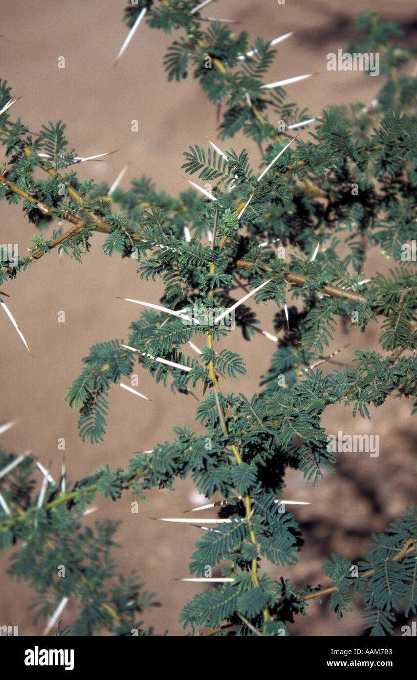 Afrian tree hi-res stock photography and images - Alamy