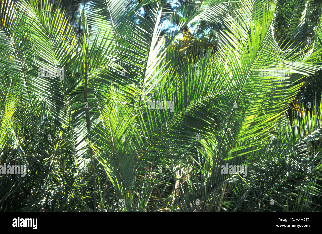 Palm frons hi-res stock photography and images - Alamy