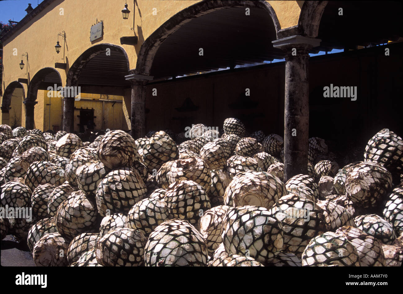 Blue agave pine-cones in front of Jose Cuervo still ovens, Tequila city ...