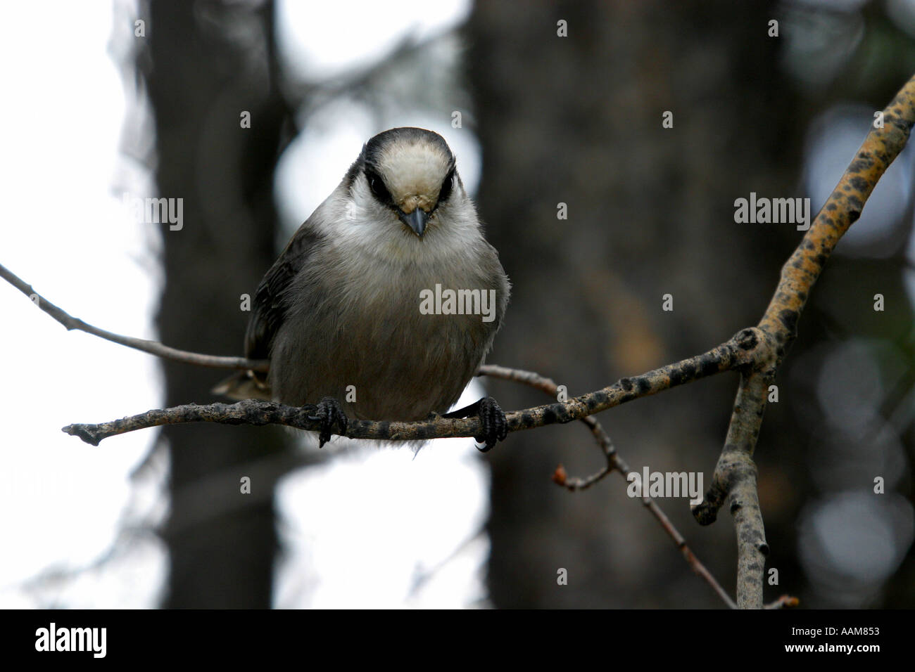Horizontal Birds of North America Gray Jay Perisoreus canacensis Stock ...