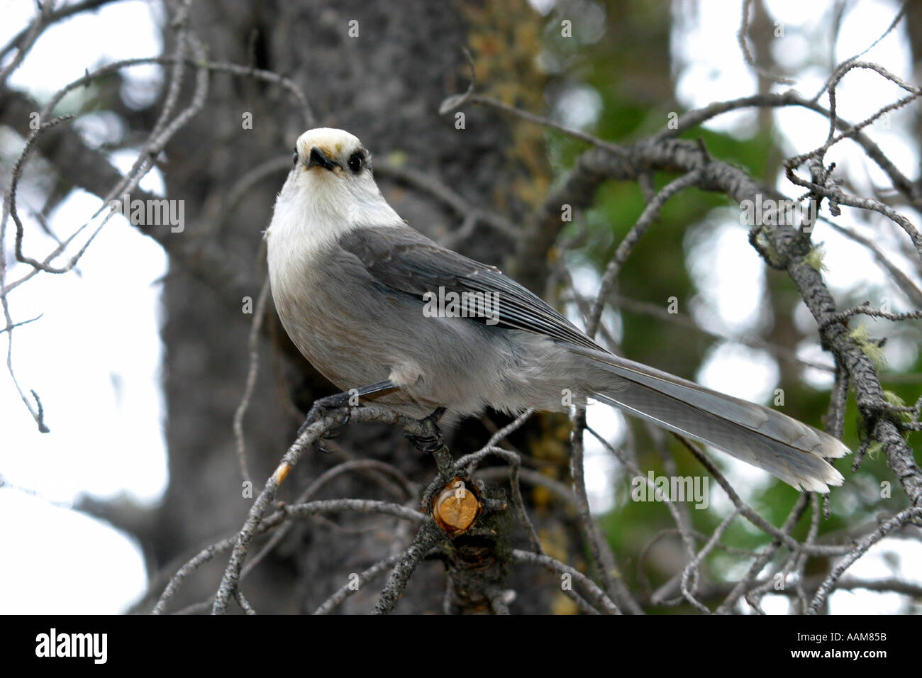 Horizontal Birds of North America Gray Jay Perisoreus canacensis Stock ...