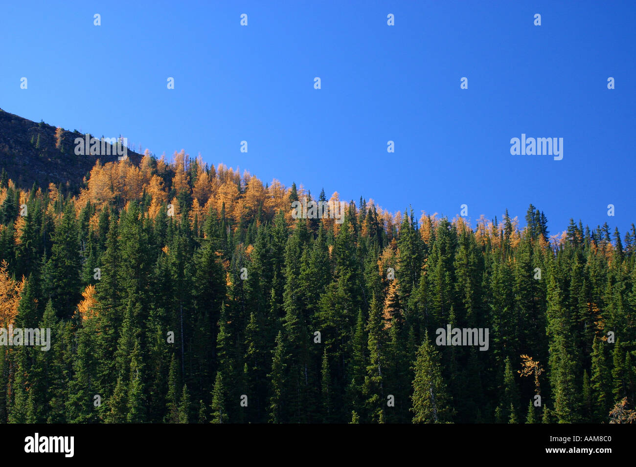 Autumn colors in the Canadian Rockies Stock Photo - Alamy