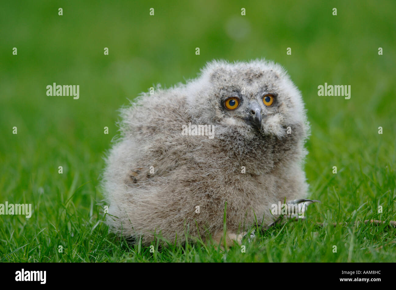 Eagle owl baby bubo bubo Stock Photo - Alamy