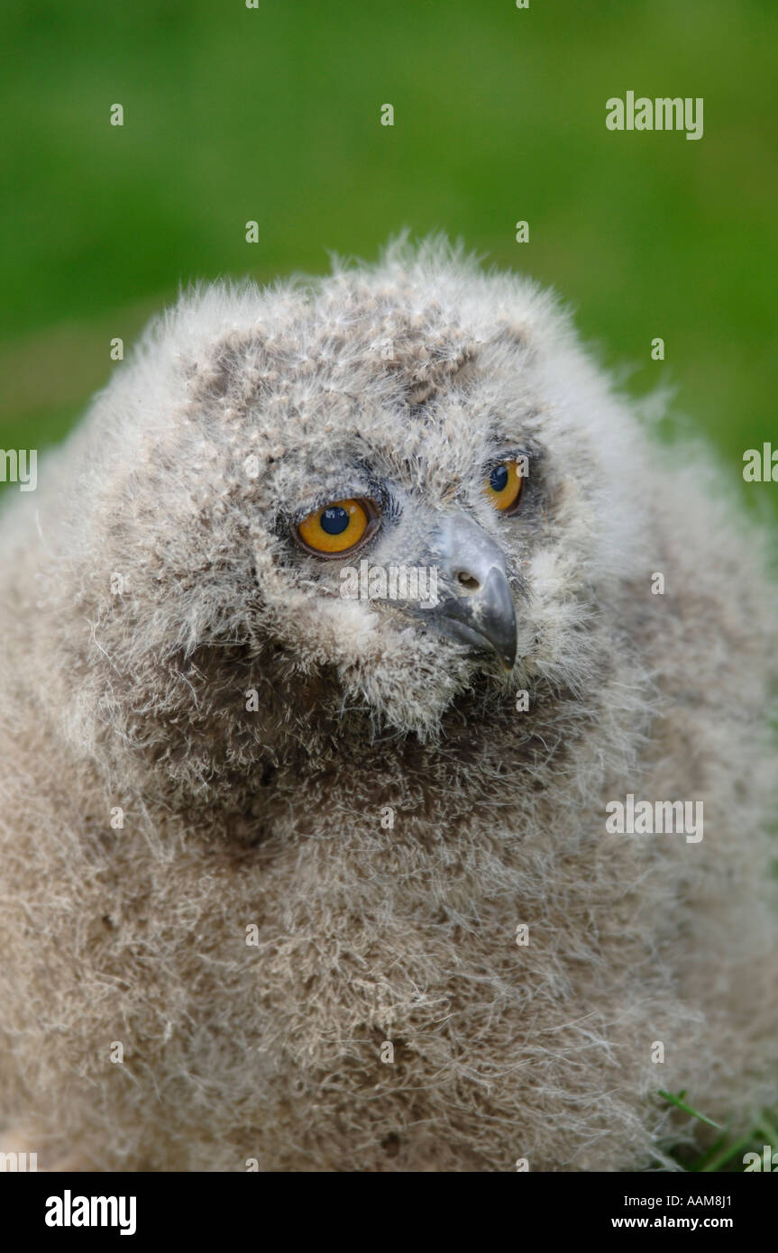 Fluffy baby eurasian eagle owl hi-res stock photography and images - Alamy