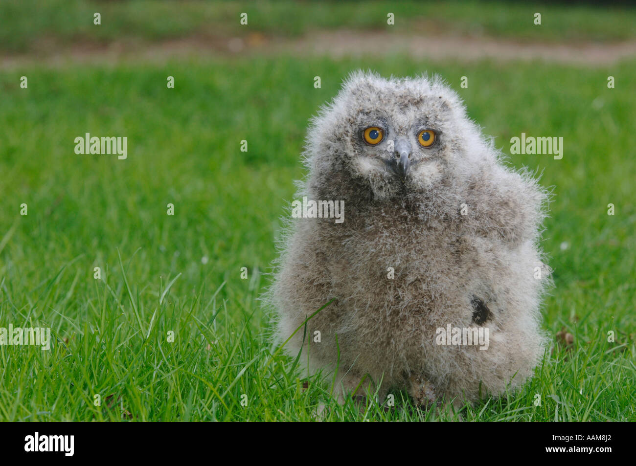 Fluffy baby eurasian eagle owl hi-res stock photography and images - Alamy