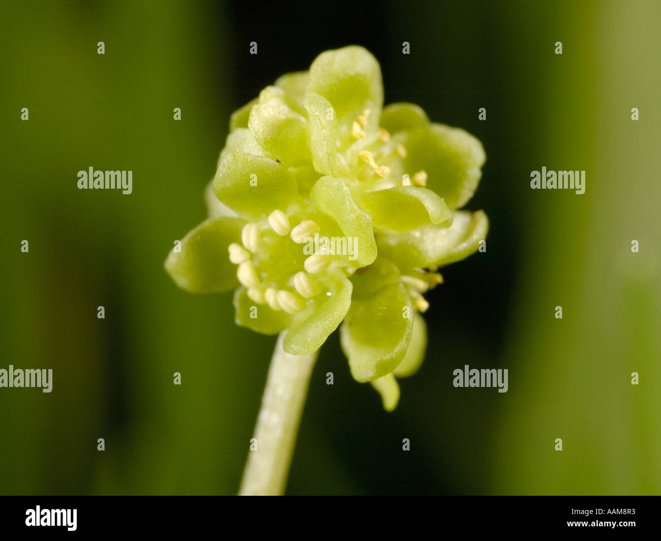 Moschatel adoxa moschatellina hi-res stock photography and images - Alamy