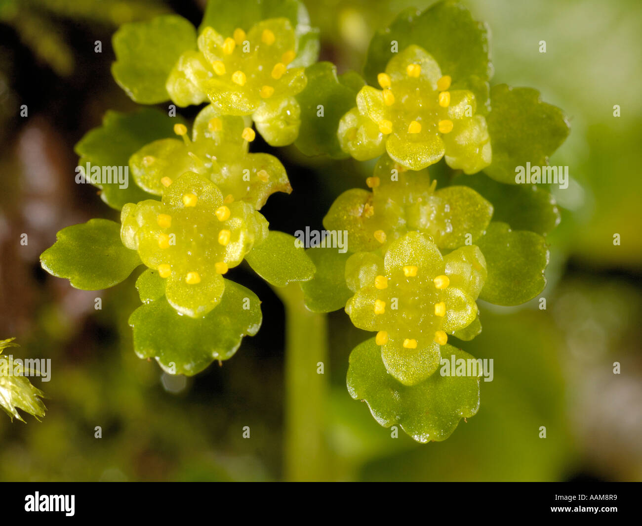 Opposite-leaved Golden-saxifrage, chrysosplenium oppositifolium Stock ...