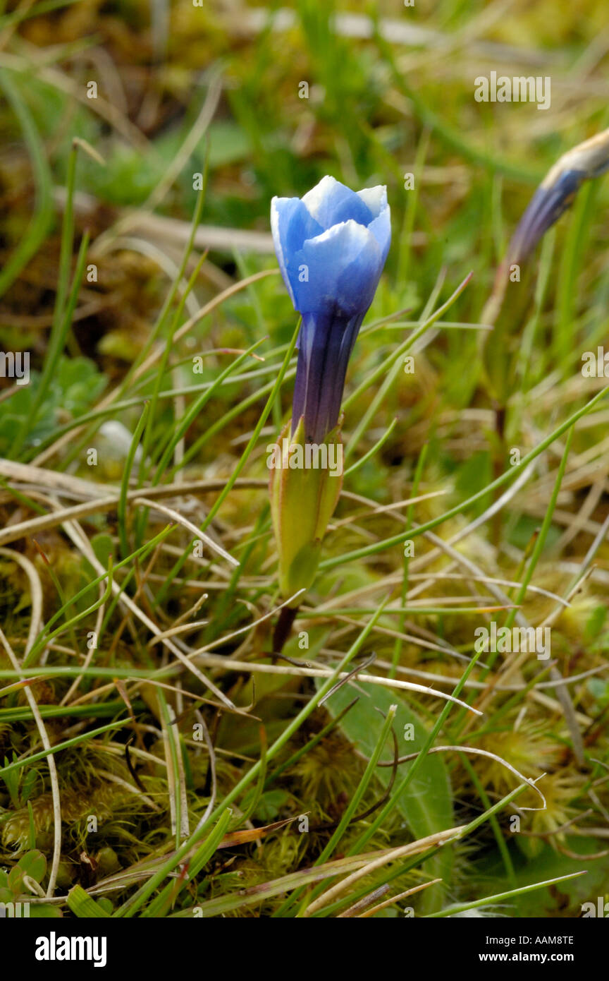 Spring Gentian, Gentiana verna Stock Photo - Alamy
