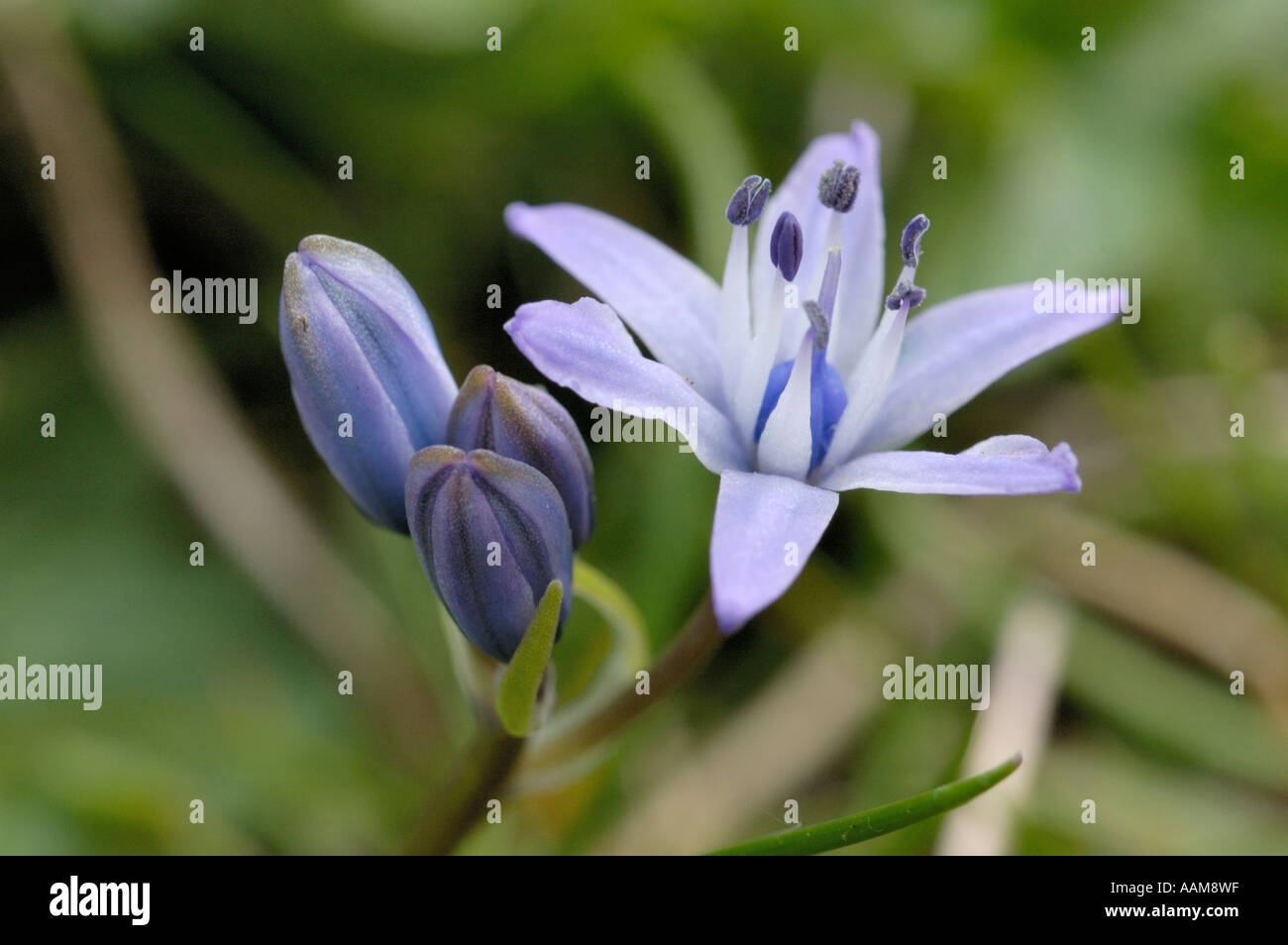 Scilla verna hi-res stock photography and images - Alamy