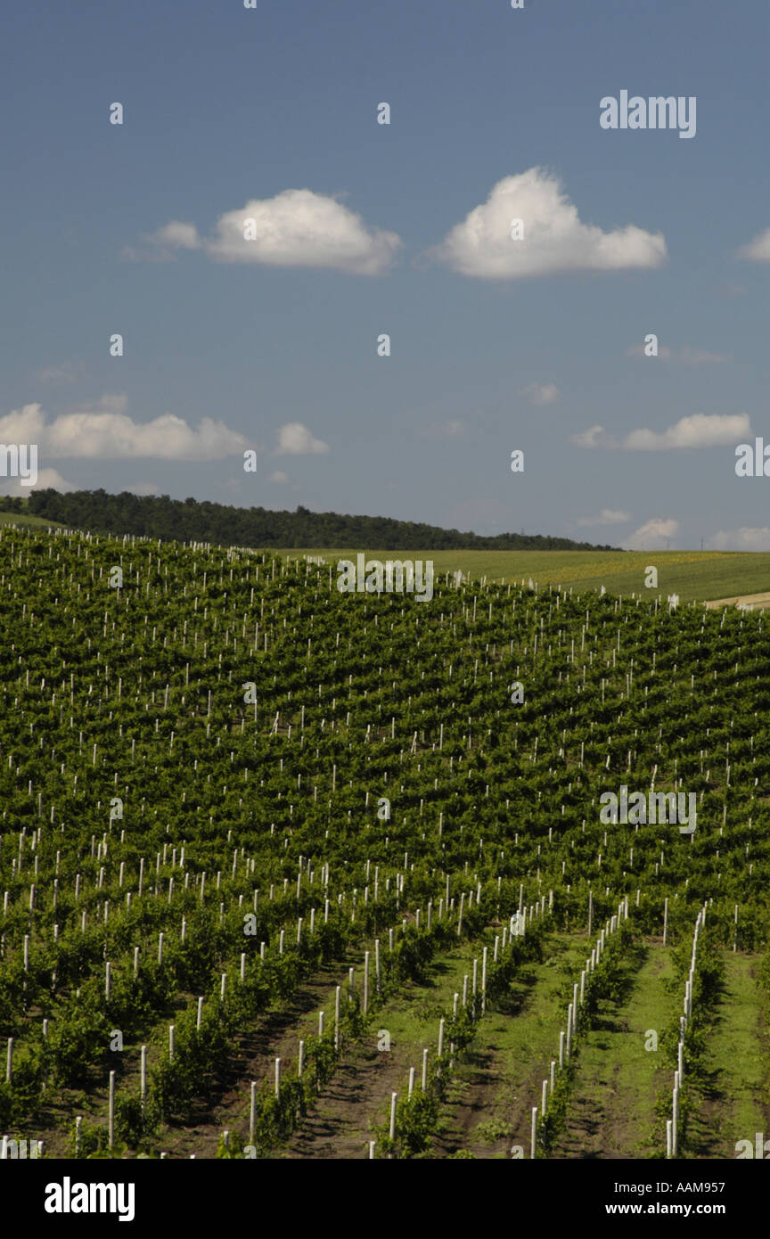 Moldovian vineculture vineyard hi-res stock photography and images - Alamy
