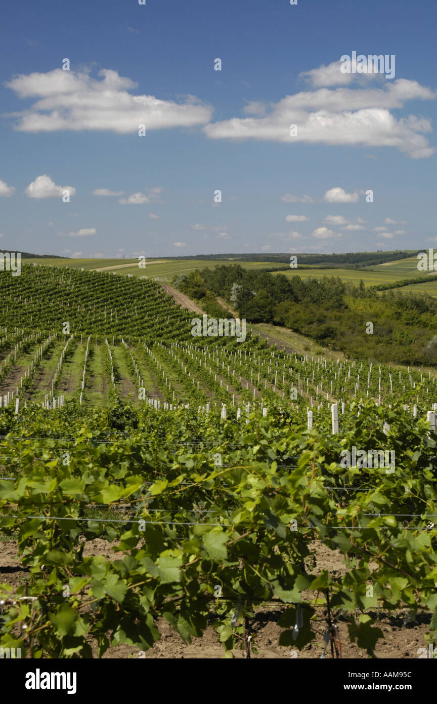Moldova, famous vinery of Cricova, vineyards Stock Photo - Alamy