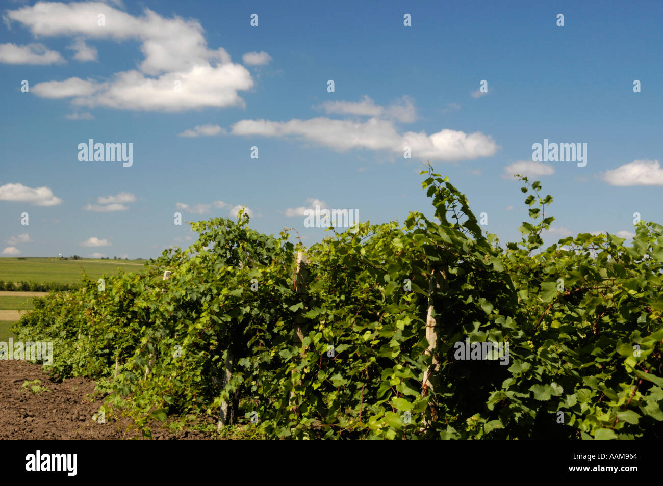 Moldovian vineculture vineyard hi-res stock photography and images - Alamy