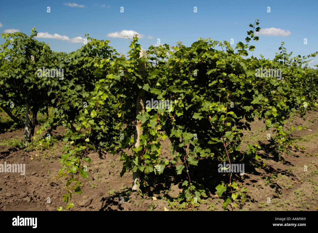 Moldovian vineculture vineyard hi-res stock photography and images - Alamy