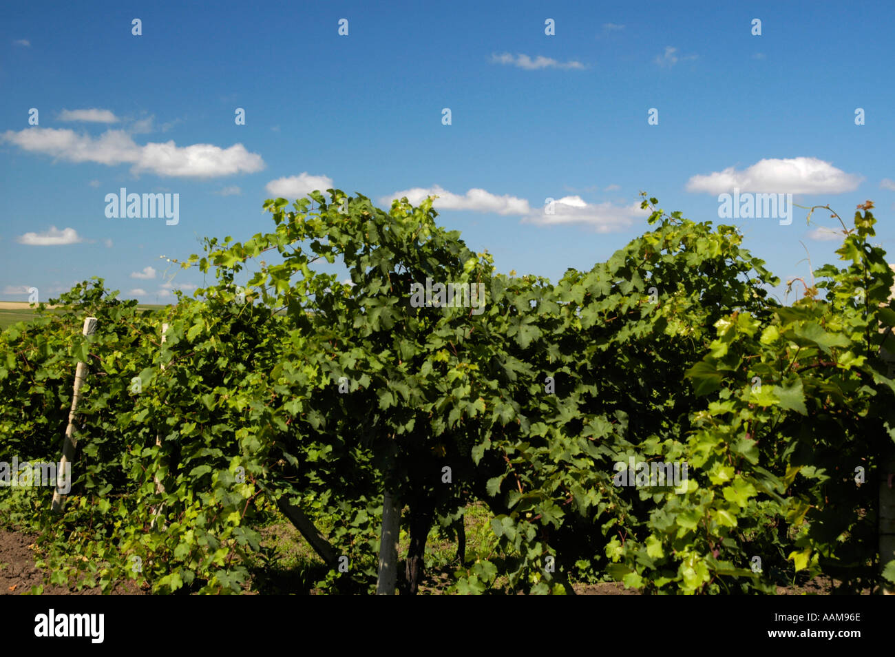 Moldovian vineculture vineyard hi-res stock photography and images - Alamy