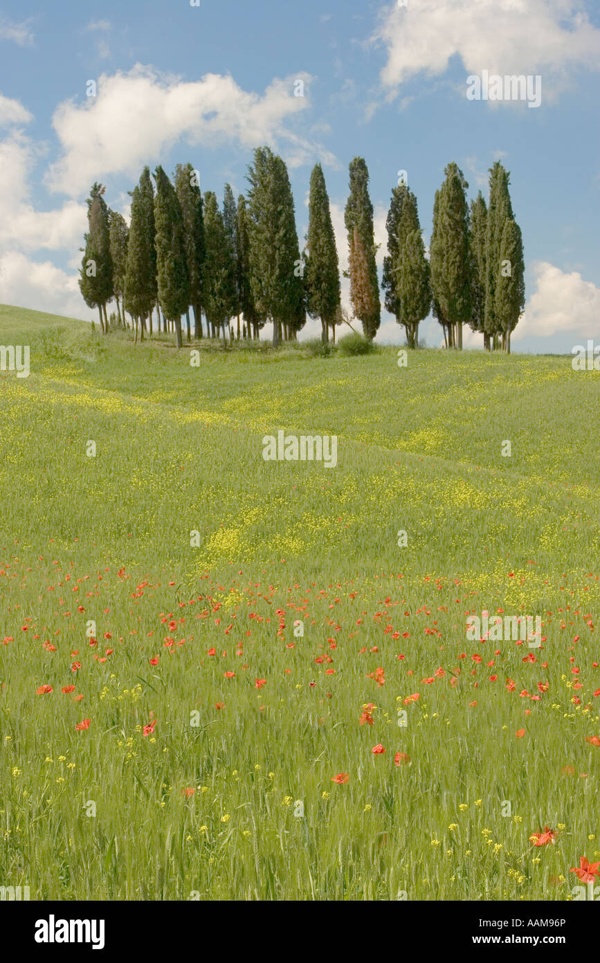 ITALIAN CYPRESS TREES POPPY FLOWERS TUSCAN LANDSCAPE Stock Photo - Alamy