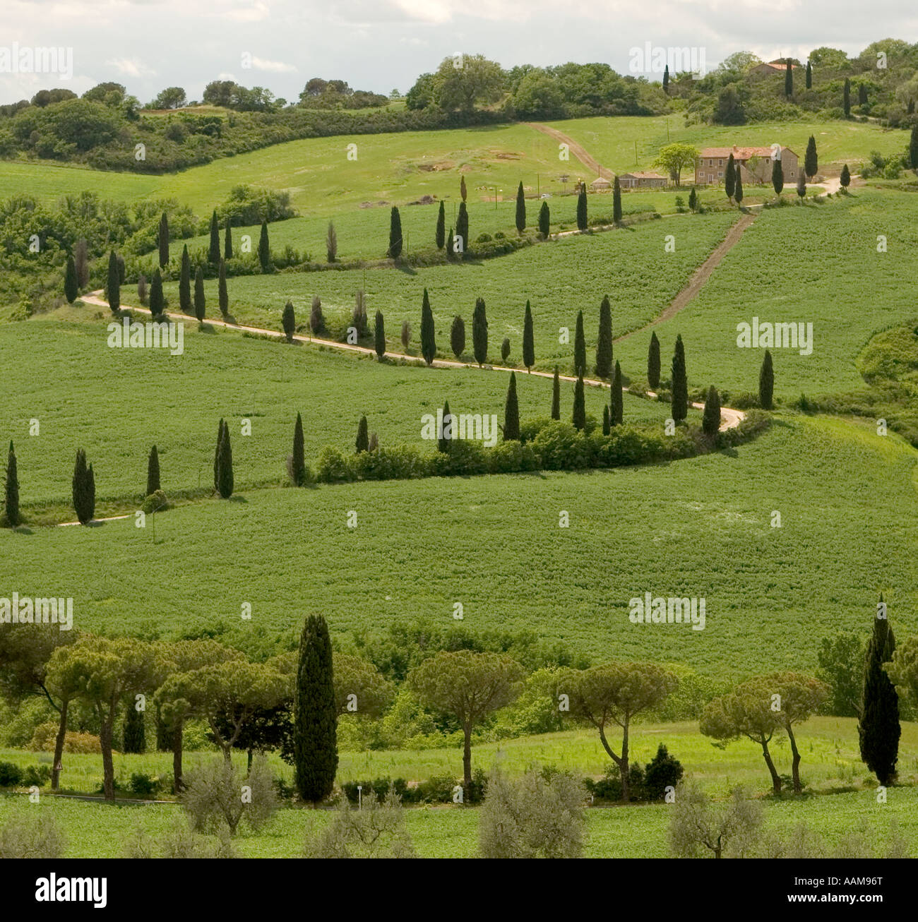 ITALIAN CYPRESS TREES TUSCAN LANDSCAPE HILLSIDE Stock Photo - Alamy