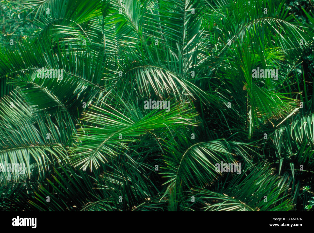 Temperature rainforest ecosystem hi-res stock photography and images ...