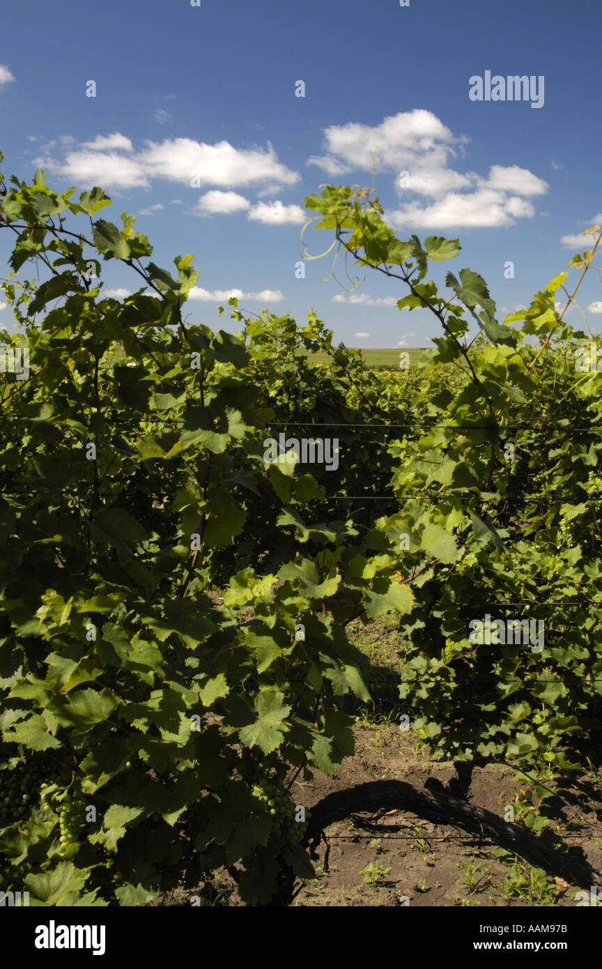 Moldova vineyard hi-res stock photography and images - Alamy
