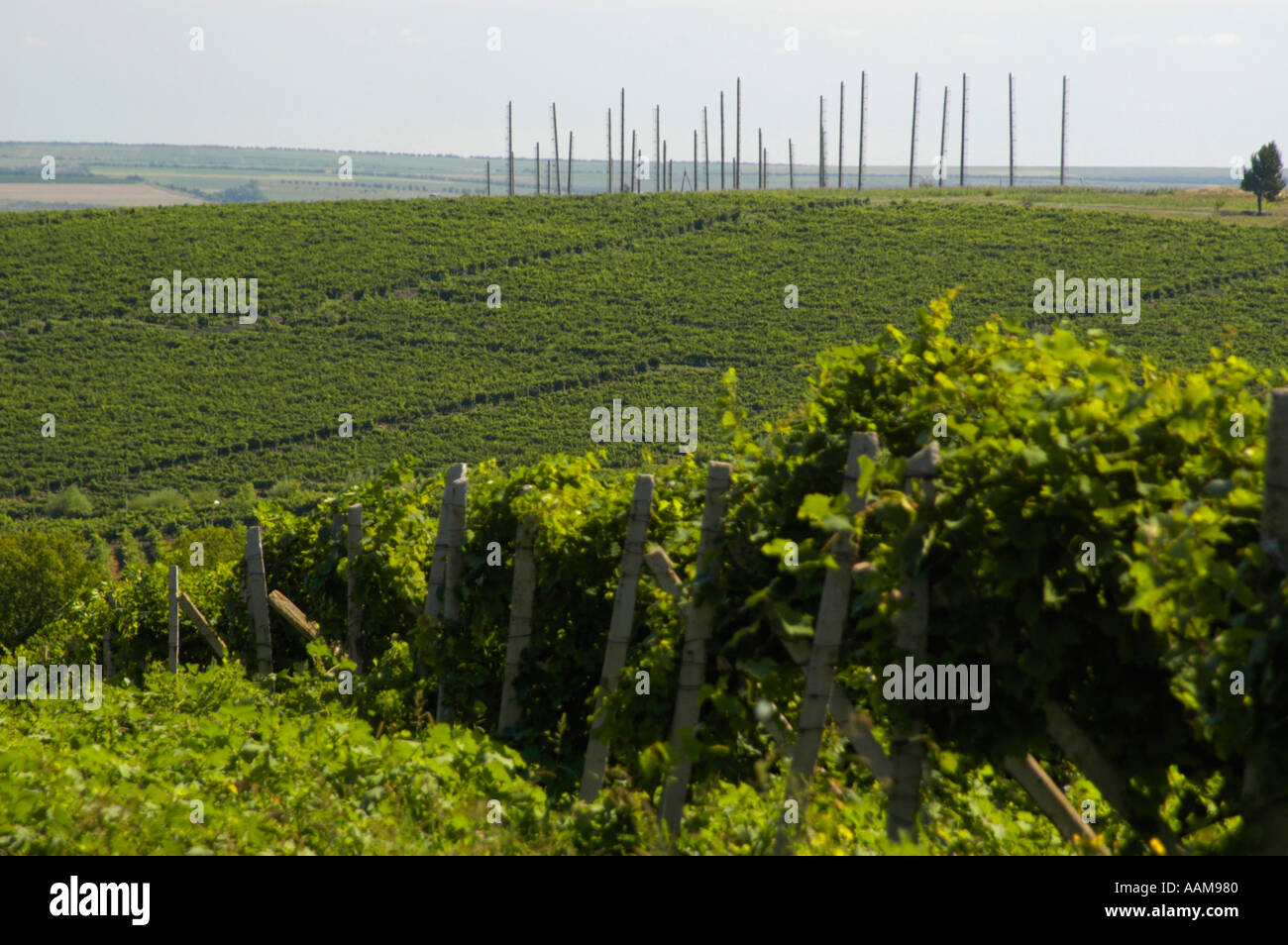 Moldova vineyard hi-res stock photography and images - Alamy