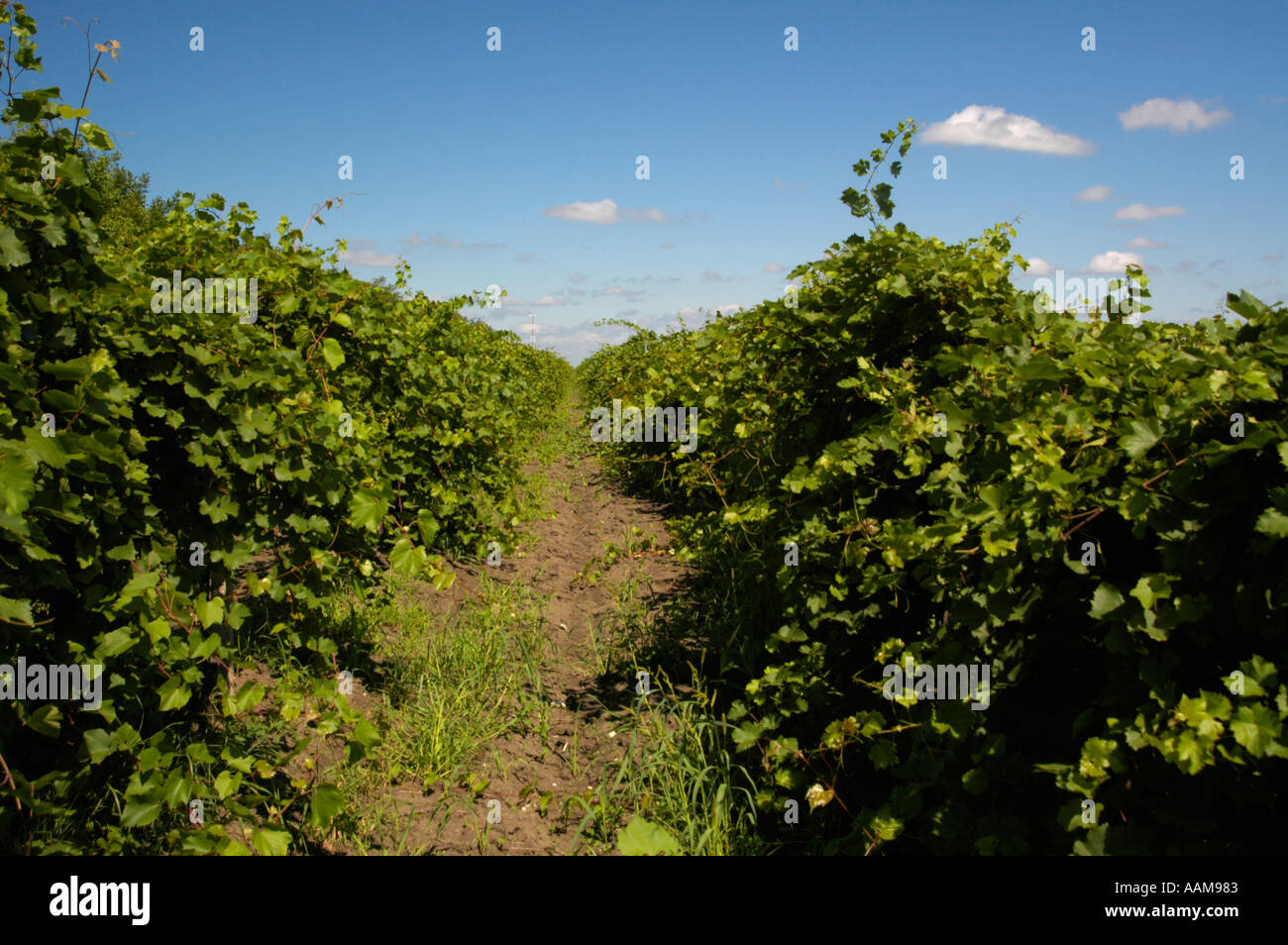 Moldovian vineculture vineyard hi-res stock photography and images - Alamy