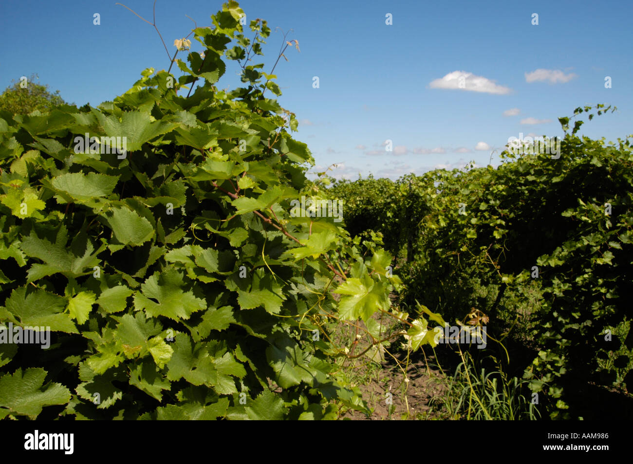 Moldovian vineculture vineyard hi-res stock photography and images - Alamy