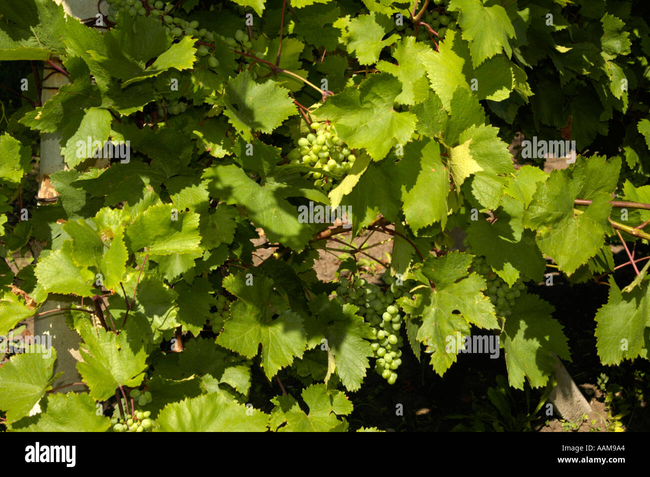 Moldovian vineculture vineyard hi-res stock photography and images - Alamy
