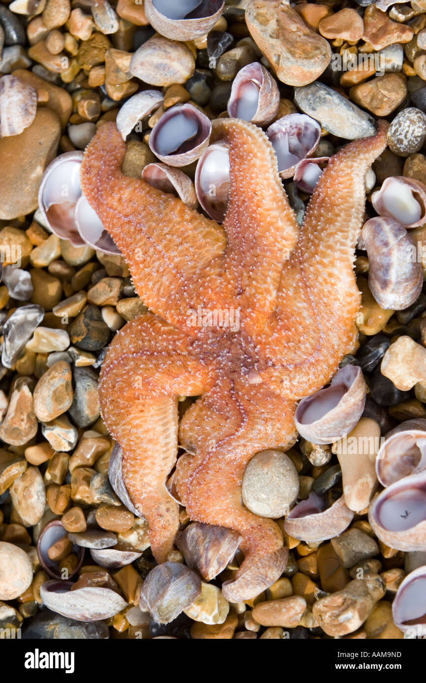 Dead starfish washed up on the beach Stock Photo - Alamy