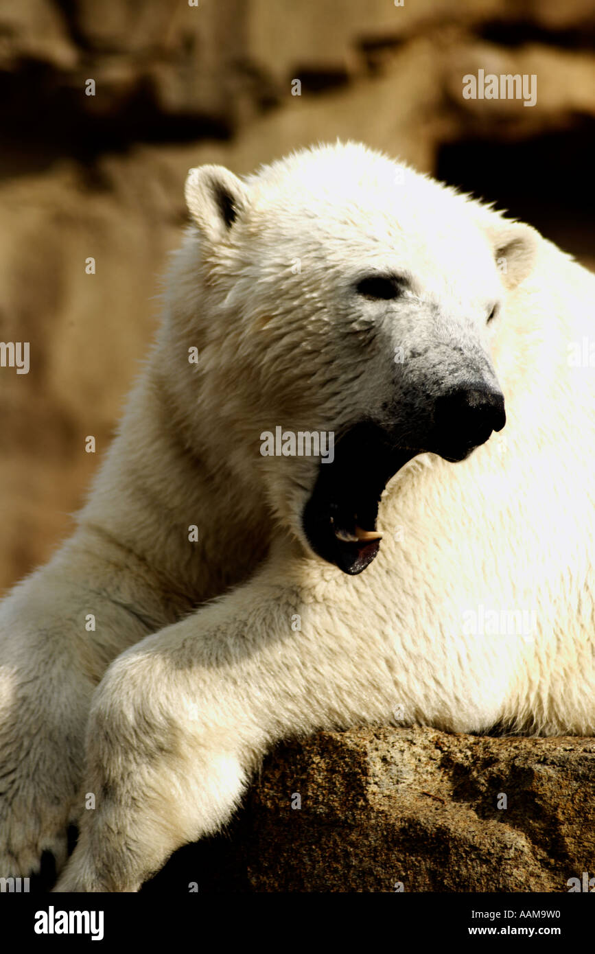Angry polar bear hi-res stock photography and images - Alamy