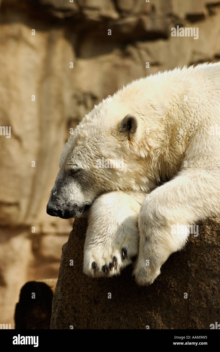 Polar Bear resting Stock Photo - Alamy