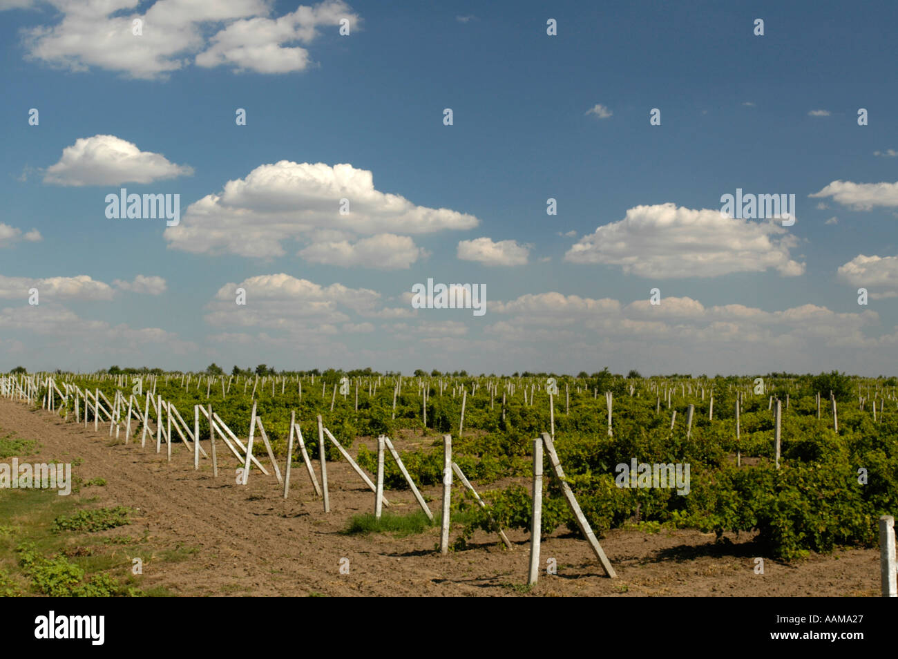 Moldova vineyard hi-res stock photography and images - Alamy