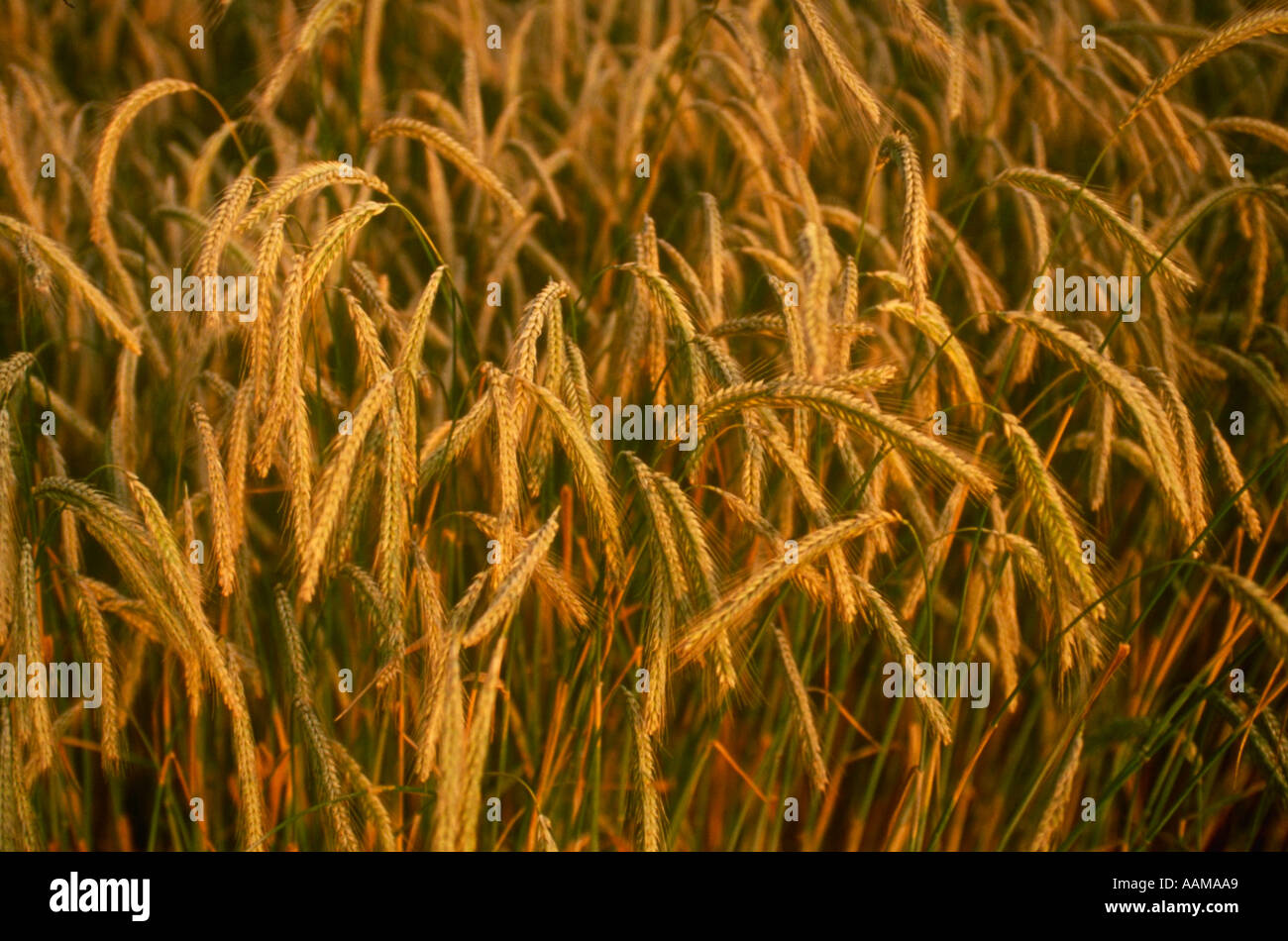 Wheat fields England Stock Photo - Alamy